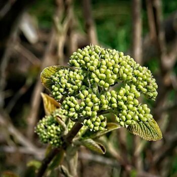 Barbolian Fields – A menagerie of useful plants and things handmade….