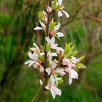 Barbolian Fields – A menagerie of useful plants and things handmade….